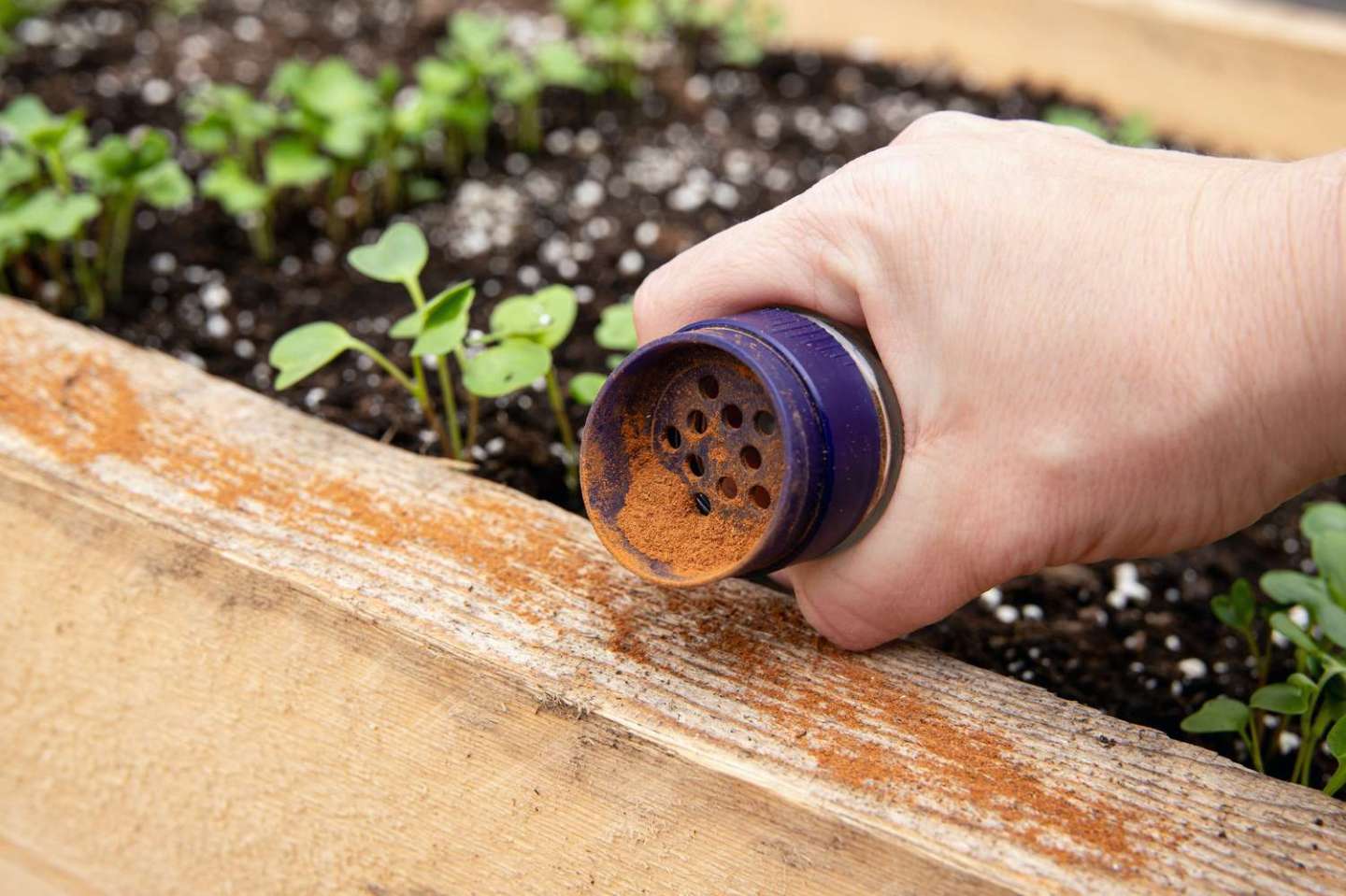 How to Use Cinnamon as a Natural Pest Repellent for Ants – Pest Free Living