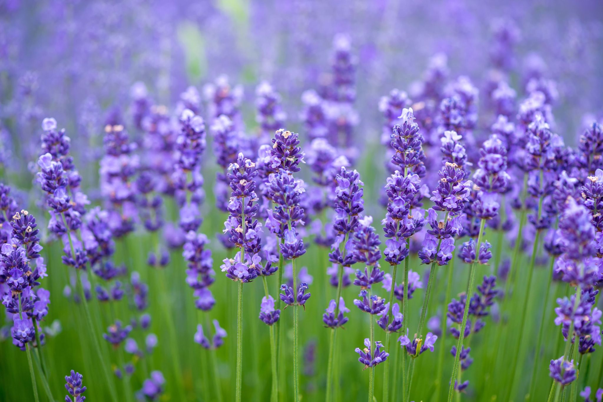 The Benefits of Lavender for Pest and Mosquito Control: A Natural ...