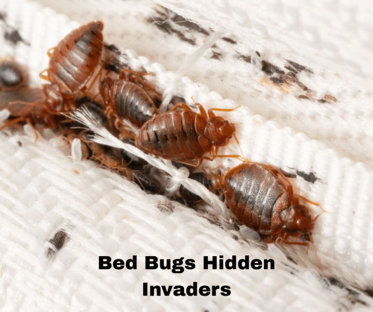 How to Use Cinnamon as a Natural Pest Repellent for Ants – Pest Free Living